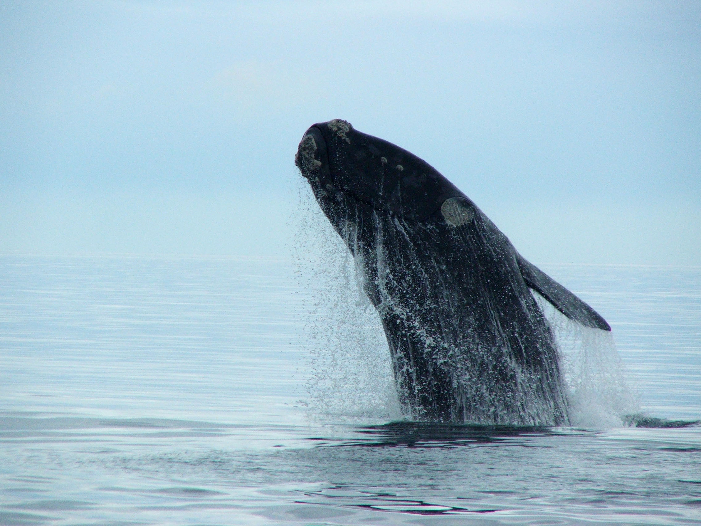 Marine Animals of Patagonia | Swoop Patagonia