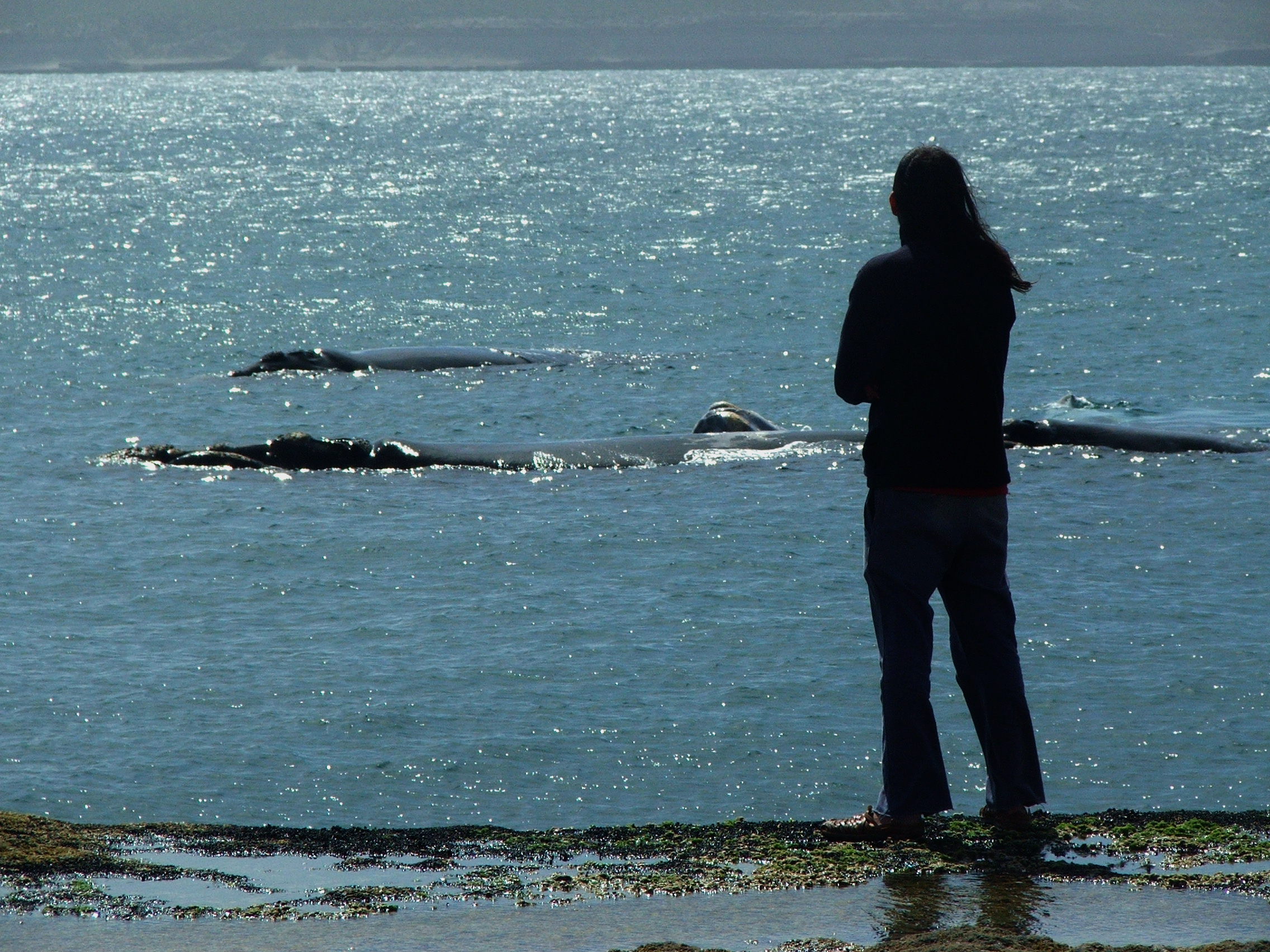 Peninsula Valdes and Puerto Madryn | Swoop Patagonia