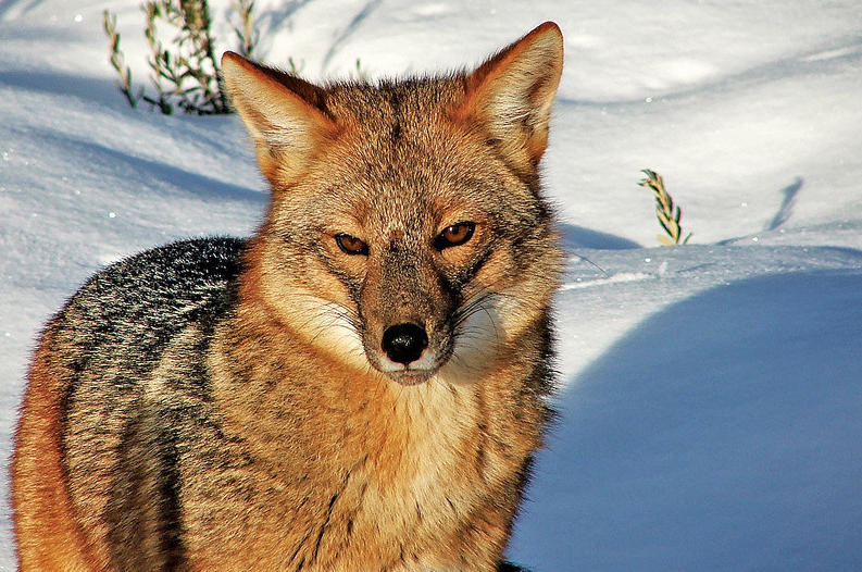 Patagonia Animals | Swoop Patagonia