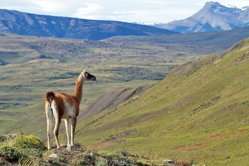 Patagonia Animals | Swoop Patagonia