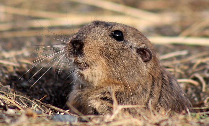 Patagonia Animals | Swoop Patagonia