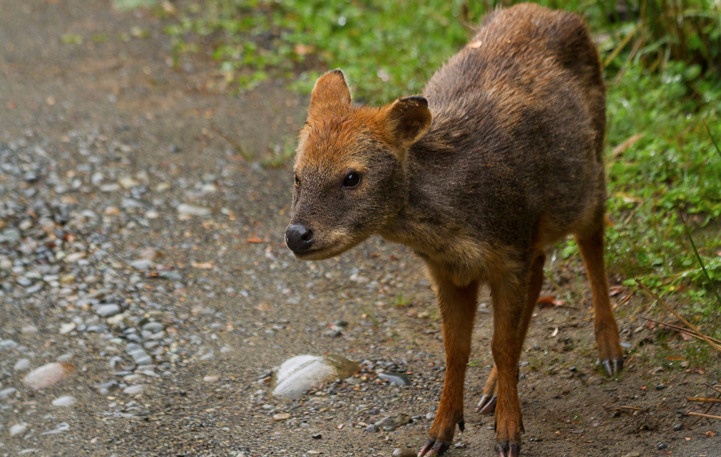 Patagonia Animals | Swoop Patagonia