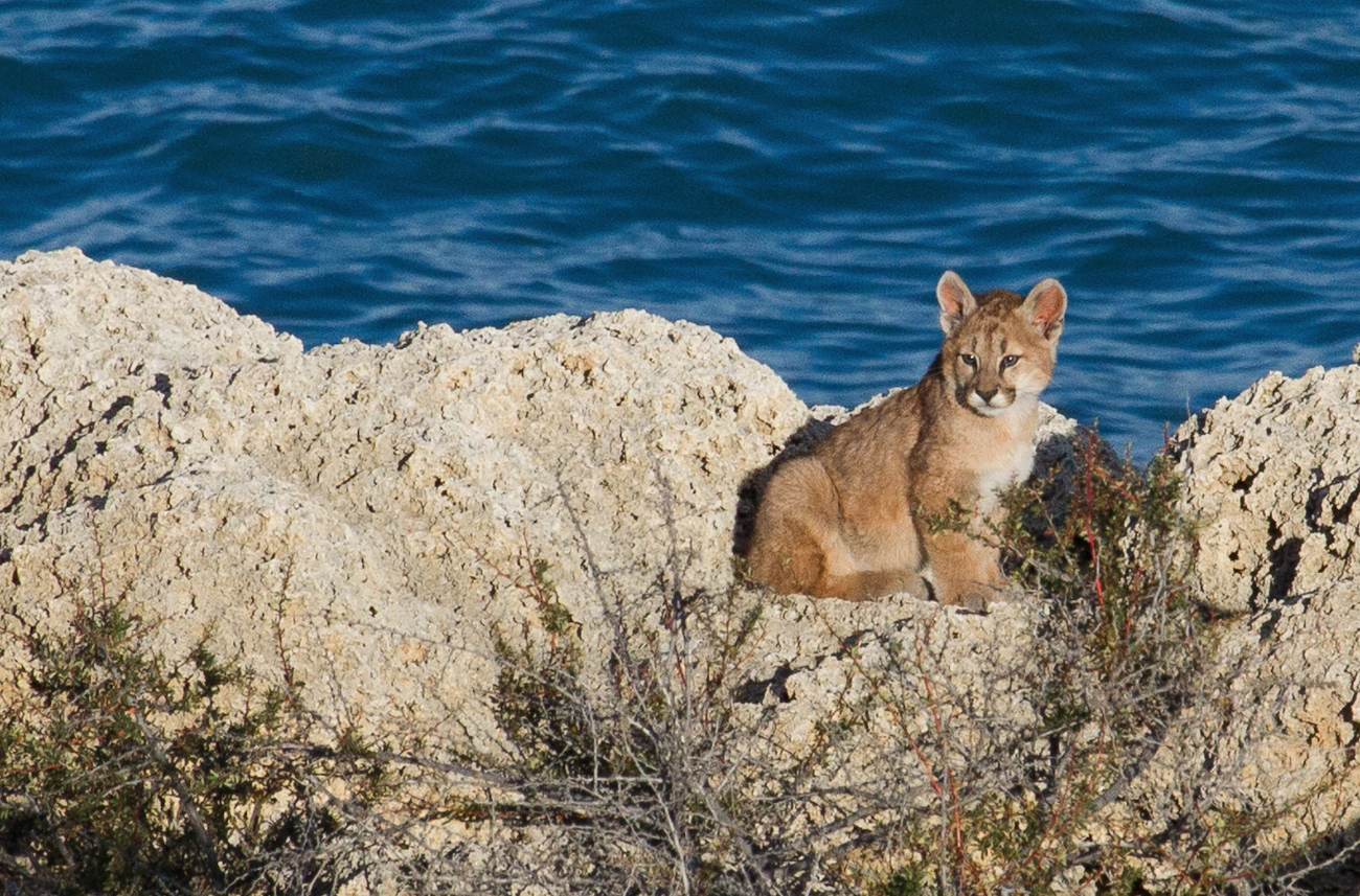 Patagonia Puma Tracking & Puma Safaris | Swoop Patagonia