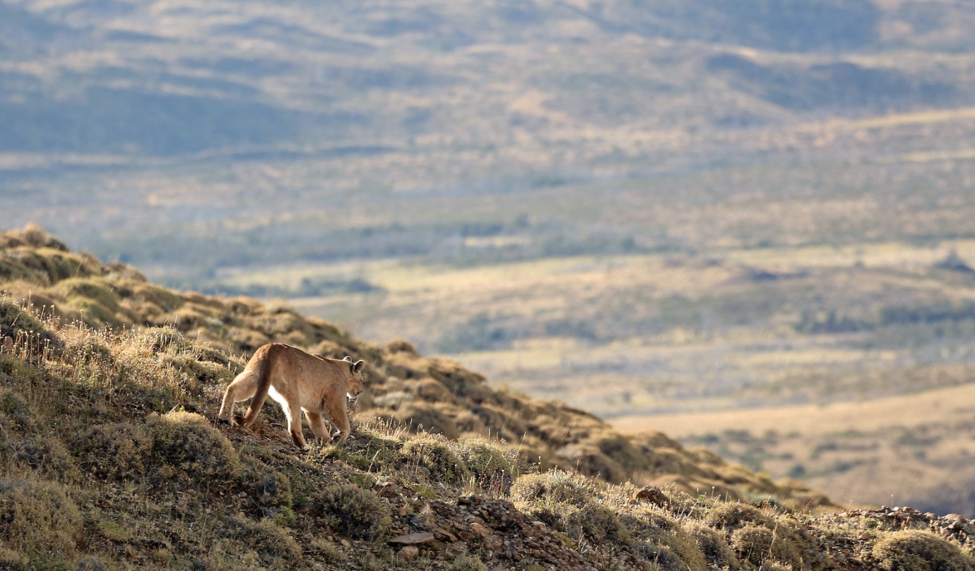 Patagonia Puma Tracking & Puma Safaris | Swoop Patagonia