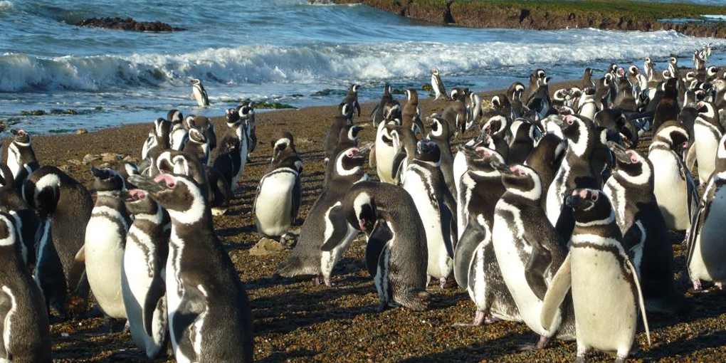 See Penguins in Chile and Argentina | Swoop Patagonia